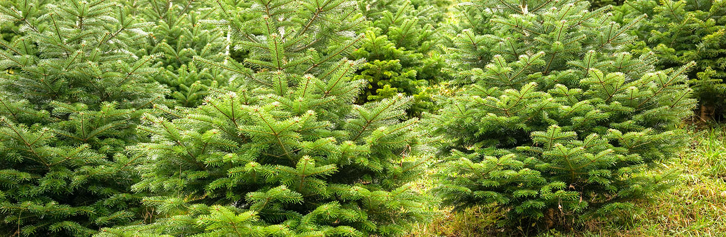 Home - Christbaumparadies